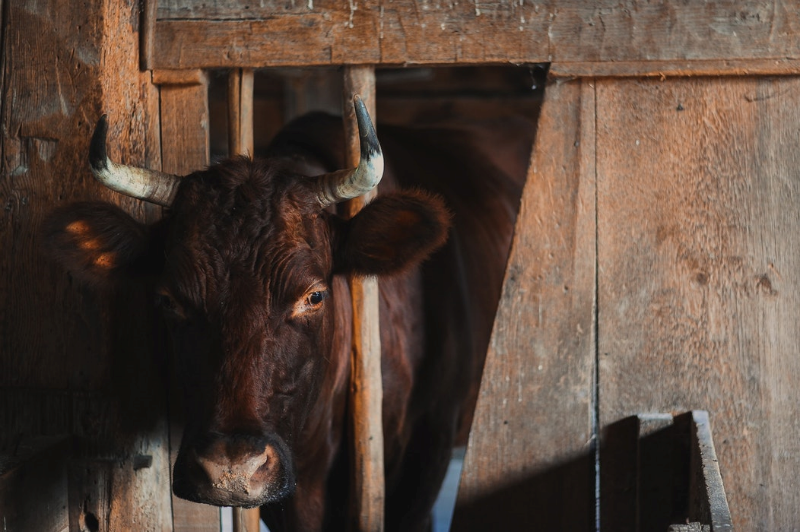 Veterinary Field Surgery in Dayton, TN | Scenic City Veterinary Services